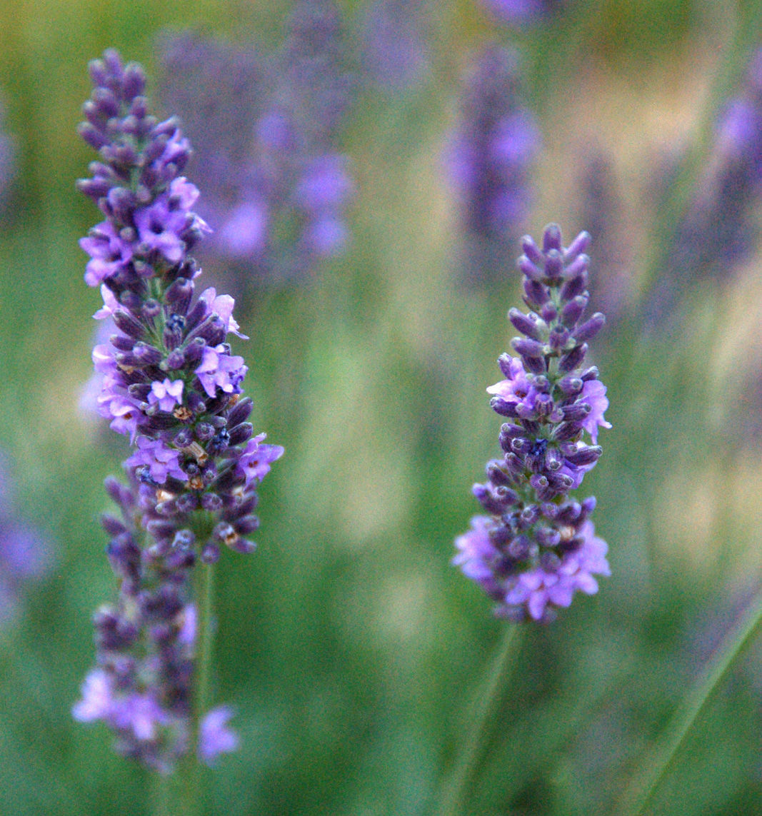 Classic perennial lavender awaits a spring revival | Local News ...