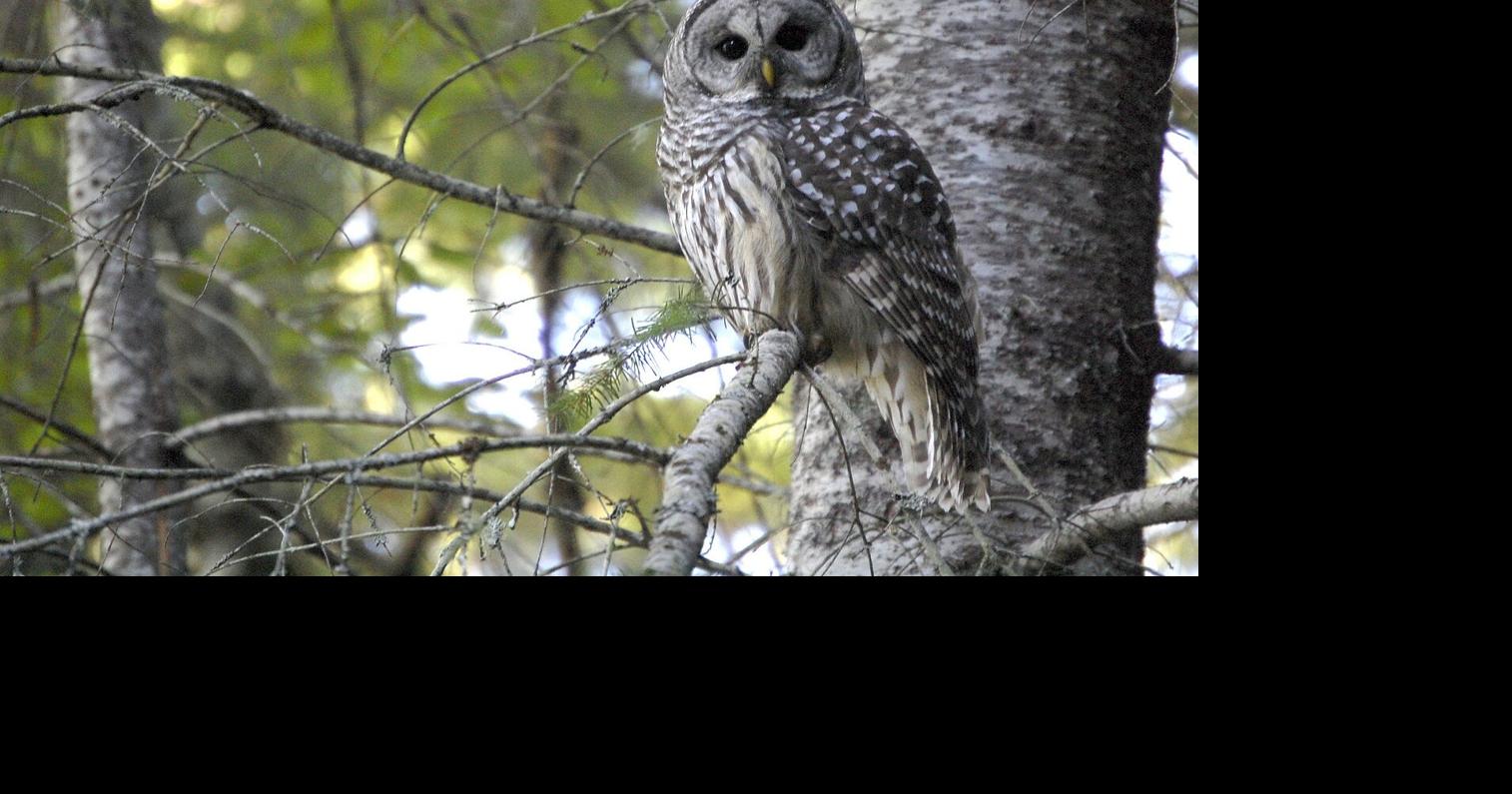Mass killing of barred owls by trained shooters may start in Oregon ...