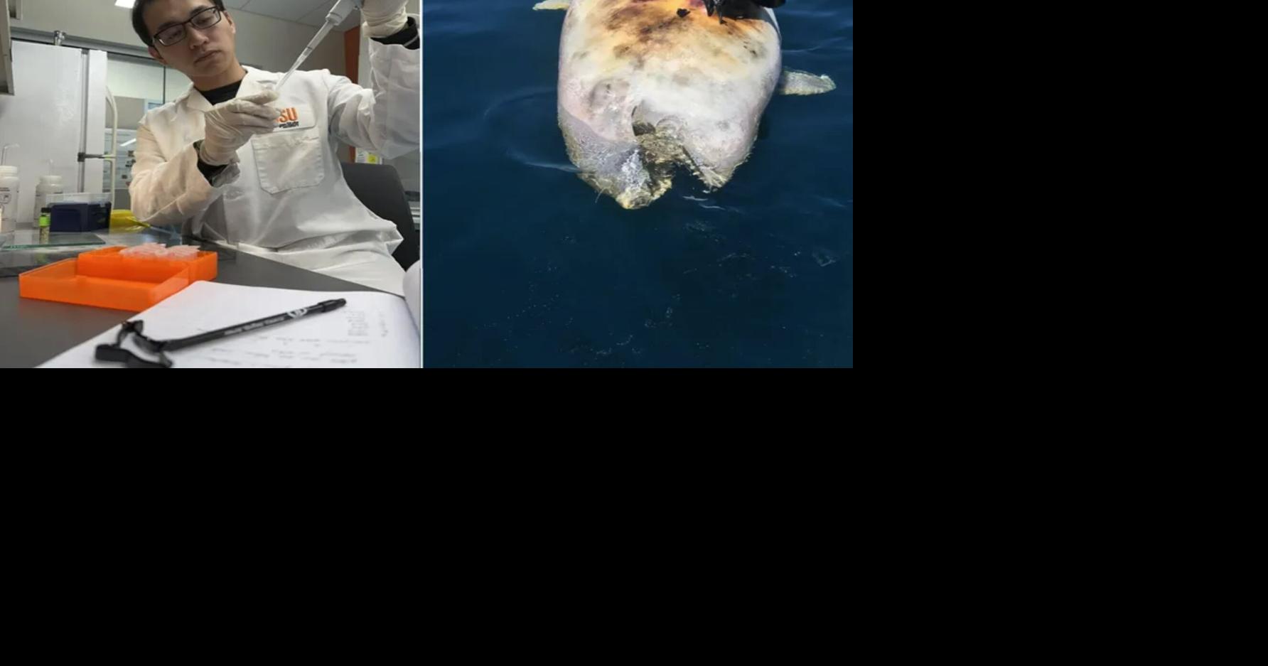 OSU researcher revisits dead orca saga through genetic analysis | News ...