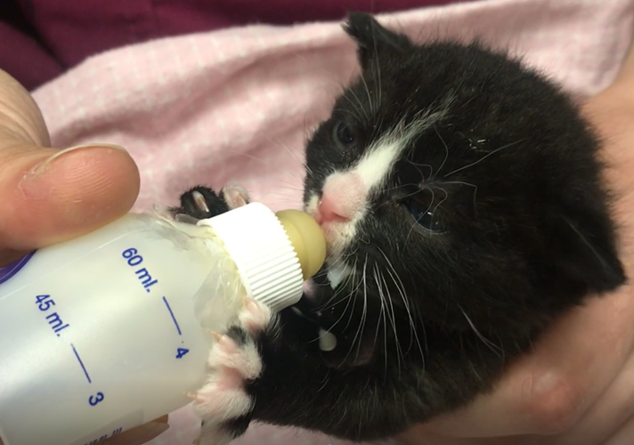 Dog days: Inflation, shortages hit pets, rescues, owners | Schools ...