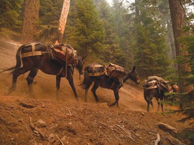 Local mule train to take part in Rose Bowl parade | Email Blast ...