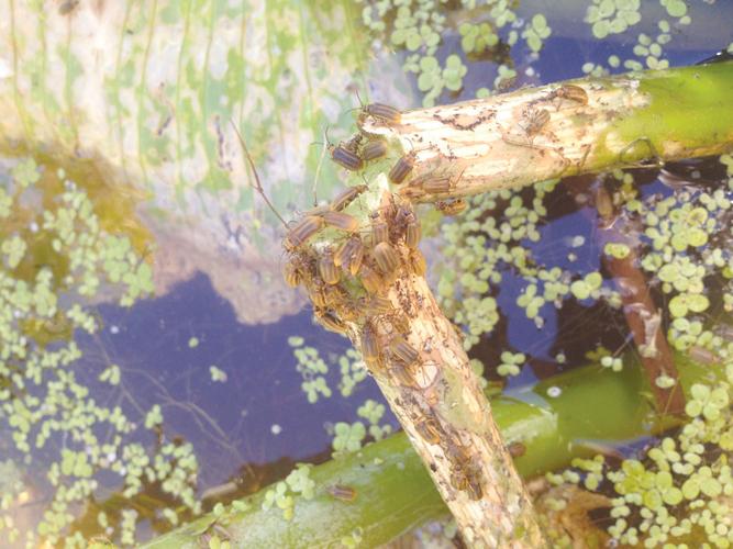 Beetles could help restore wocus plants | Email Blast | heraldandnews.com