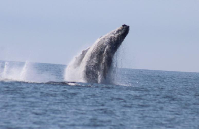 The "Whale Lady" – Klamath County’s own | Local News | heraldandnews.com