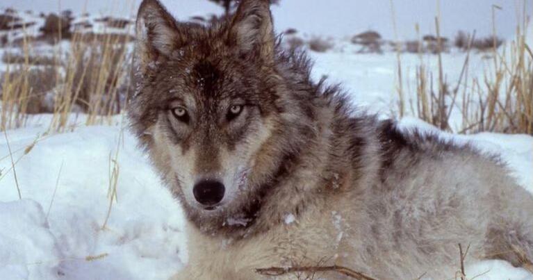 Oregon to donate gray wolves to Colorado | News | heraldandnews.com
