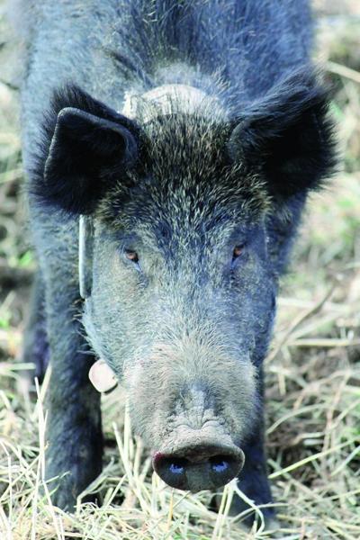 Oregon hopes to eradicate feral pigs | News | heraldandnews.com
