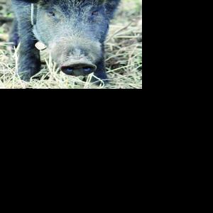 Oregon hopes to eradicate feral pigs | News | heraldandnews.com