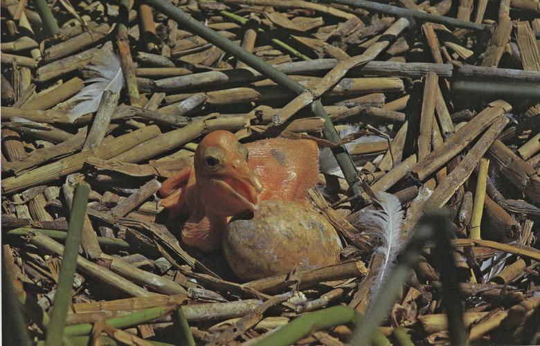 Photographer named to Waterfowler's Hall of Fame | Local News ...