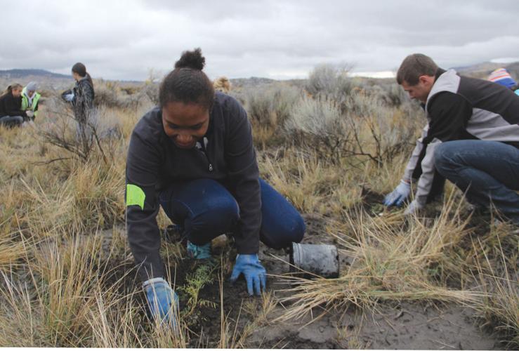 Revival planting: Applegate's milkvetch | Email Blast | heraldandnews.com