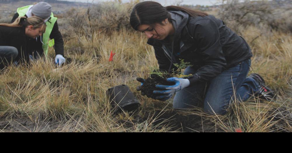 Revival planting: Applegate's milkvetch | Email Blast | heraldandnews.com