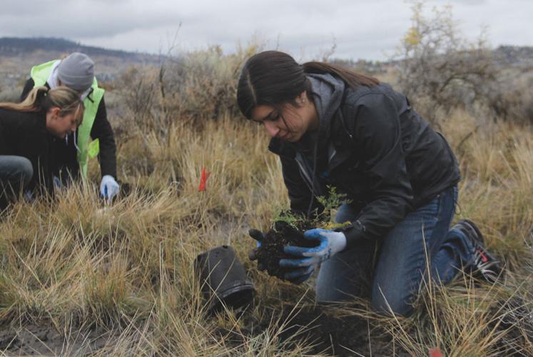 Revival planting: Applegate's milkvetch | Email Blast | heraldandnews.com