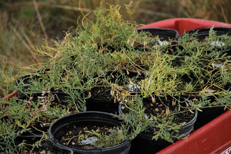 Revival planting: Applegate's milkvetch | Email Blast | heraldandnews.com