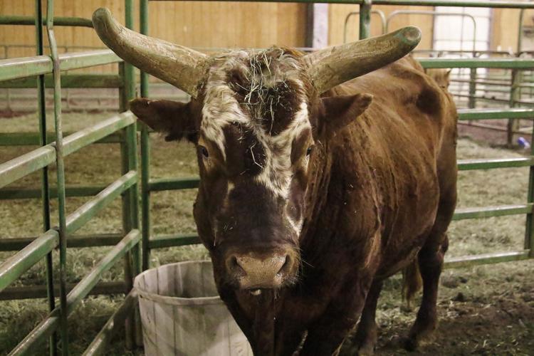 Bushwacker honored at Bullmania | Sports | heraldandnews.com