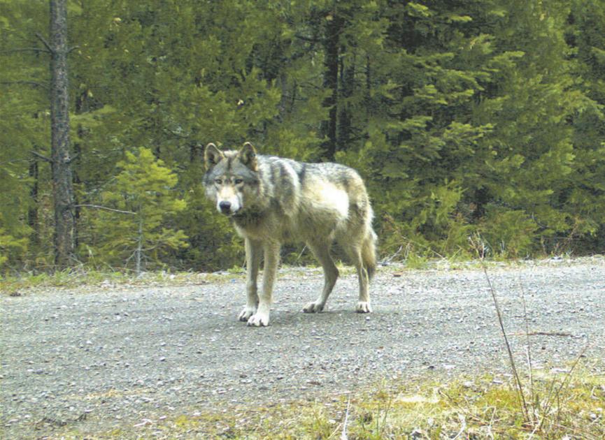 Keeping the wolves at bay | Local News | heraldandnews.com