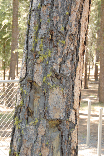 Object Lessons: Mitchell Monument Shrapnel Tree | Email Blast ...