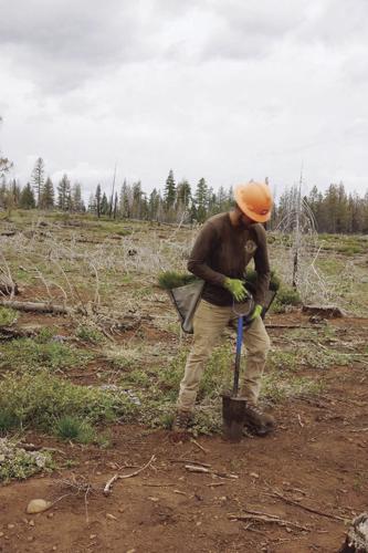 Barry Point Fire ecosystem restoration project completed | Local News ...
