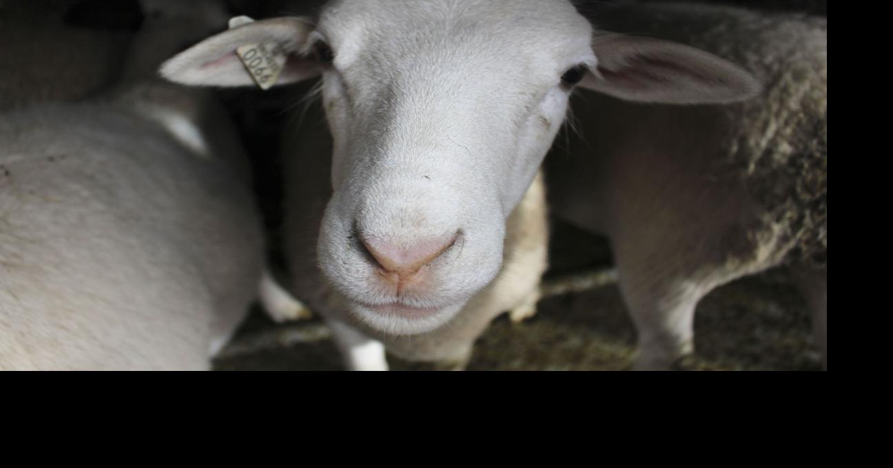 'Lamb pool,' working together | Local News | heraldandnews.com