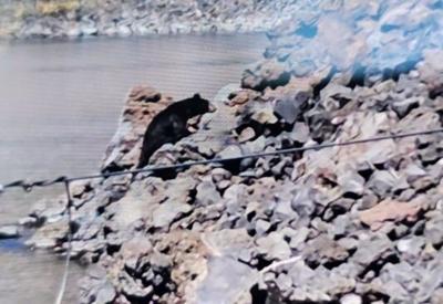 Black bear puts on show at Crater Lake | News | heraldandnews.com