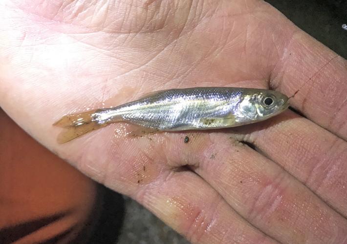 Moonbeams reveal an entirely new world of fishing | Outdoors ...