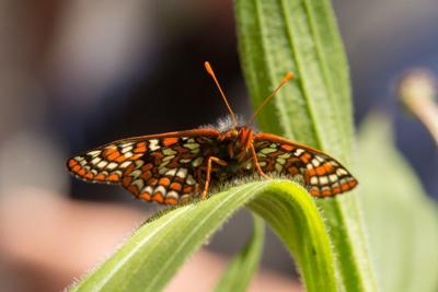 Inmates help rare NW butterfly return to Oregon | Outdoors ...