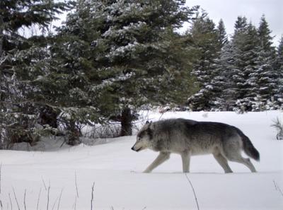 Record number of wolves in Oregon | Local News | heraldandnews.com