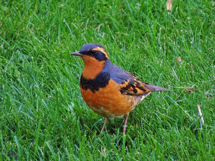Varied thrush: 'Psychedelic robin' becomes festival ambassador ...