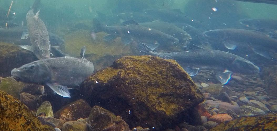Searching for the ‘chirp’ of Upper Klamath fish | Local News ...