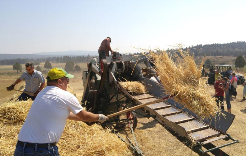 Annual Hildebrand threshing bee this weekend | News | heraldandnews.com