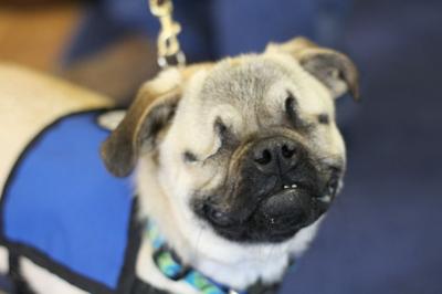 Xander the wonder dog named third most important pug of 2013 | Breaking ...