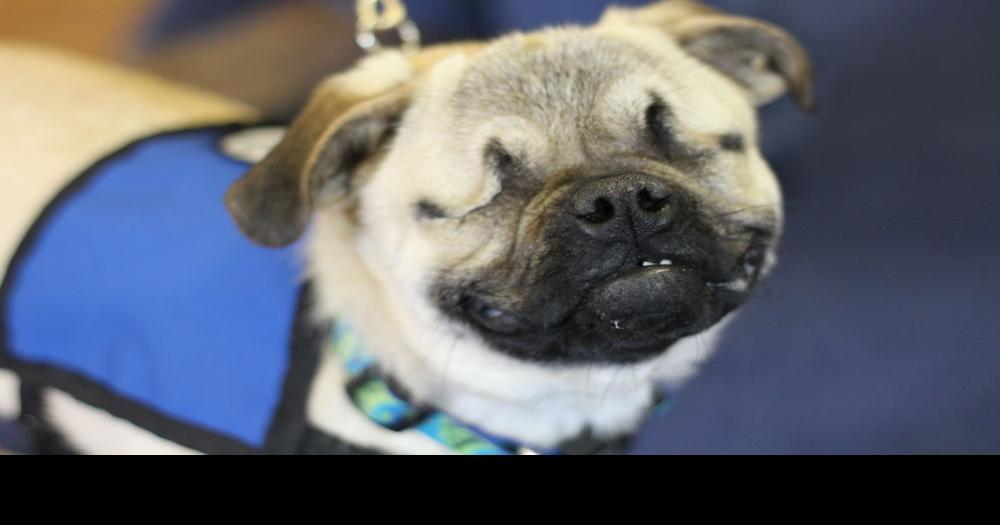 Xander the wonder dog named third most important pug of 2013 | Breaking ...