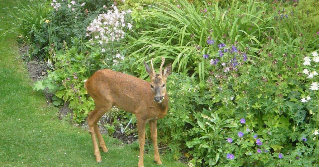 Five strategies for garden deer defense | Local News | heraldandnews.com