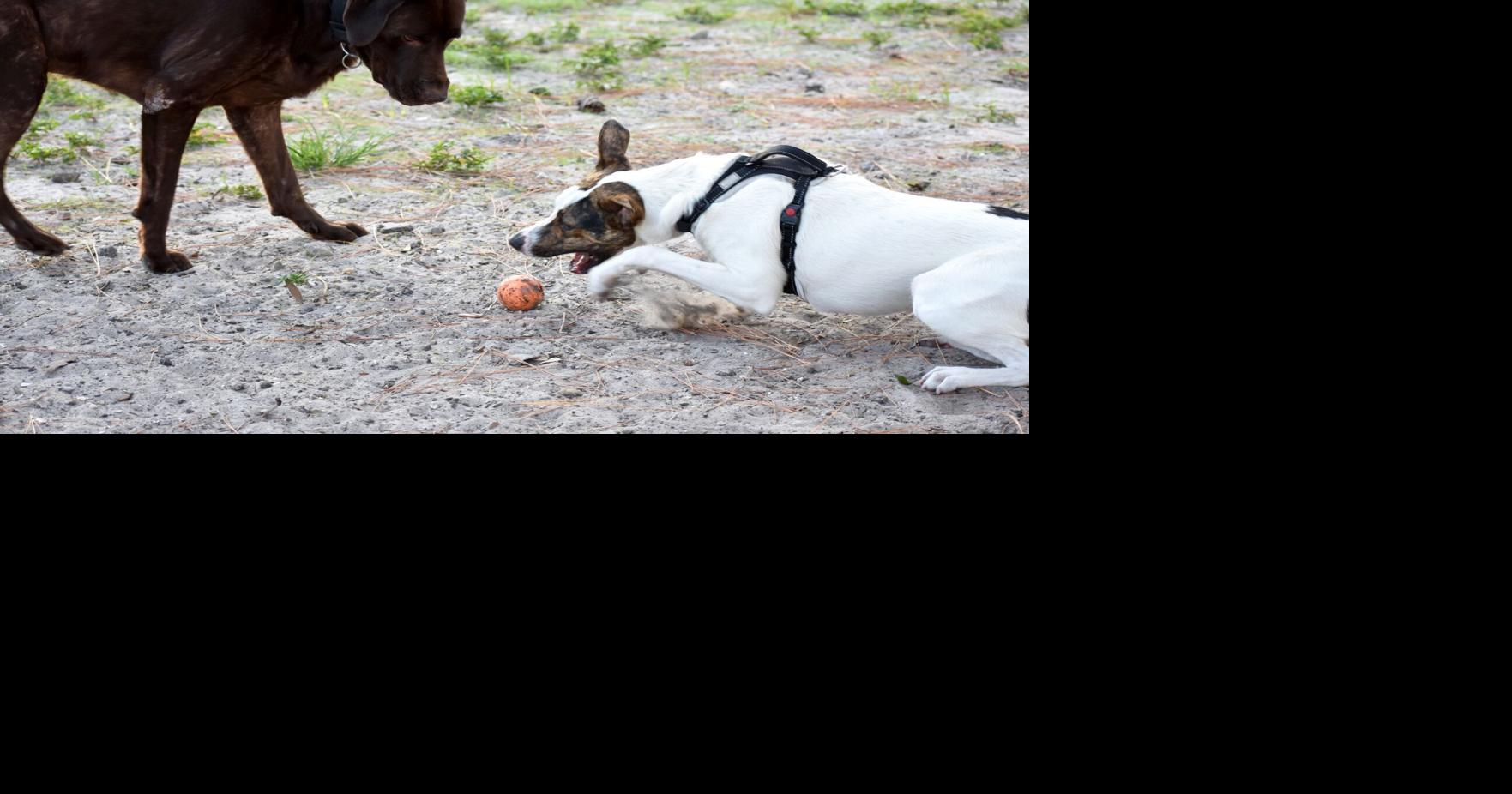 Dog days: Inflation, shortages hit pets, rescues, owners | Schools ...