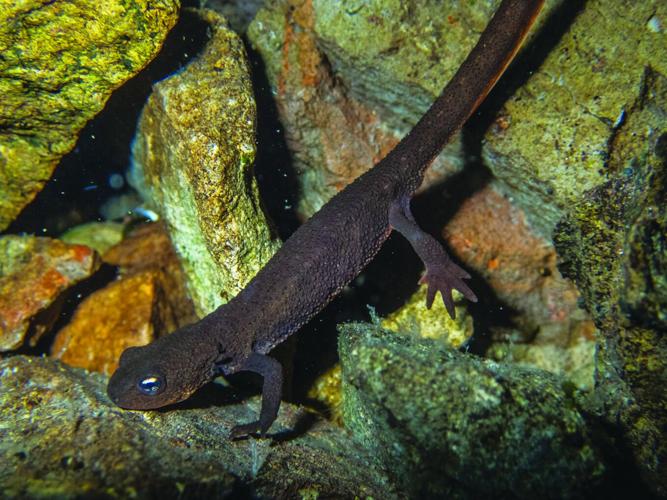Lawsuit launched to protect Oregon’s Crater Lake newt | News ...
