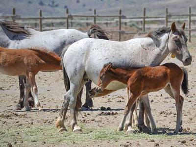 wild foals