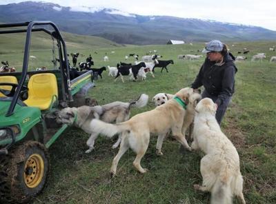 Oregon ranchers turn to bigger dogs to protect livestock from wolves ...