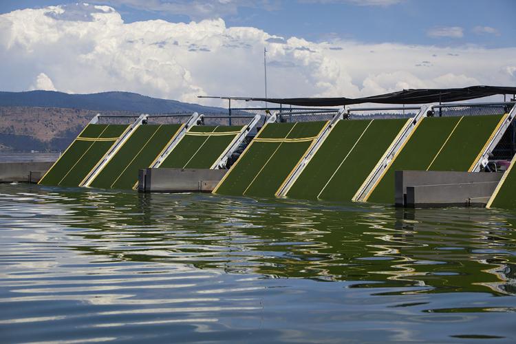 All about algae: The good & bad in Upper Klamath Lake | Local News ...