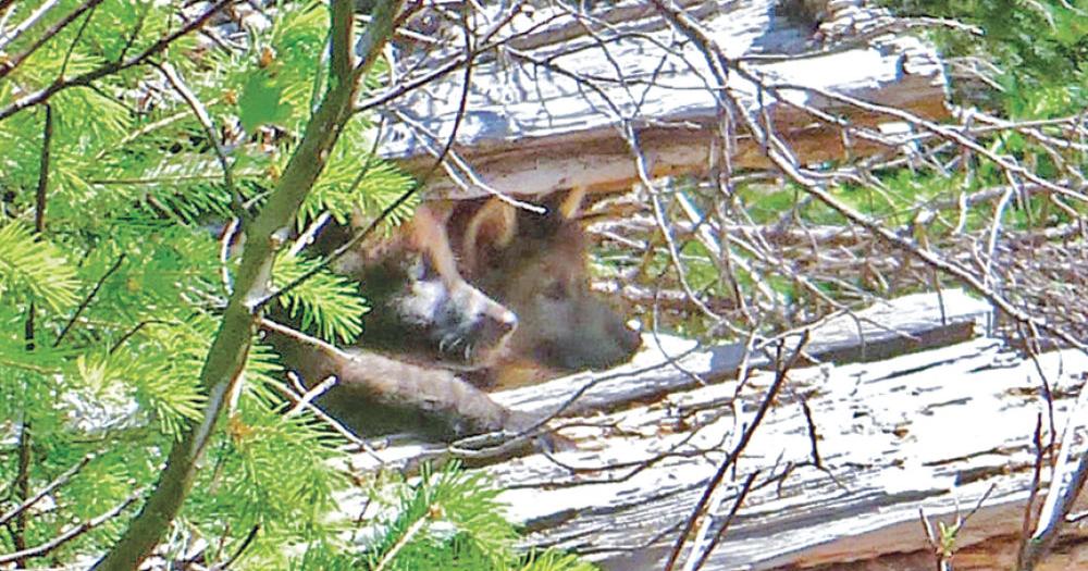 Famed wandering wolf sires litter of pups | Email Blast | heraldandnews.com