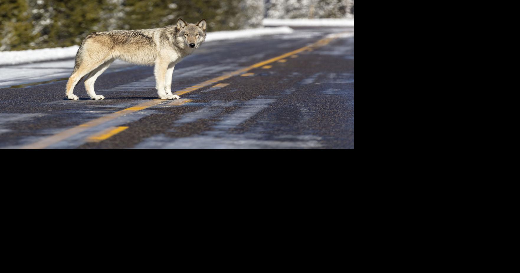 ODFW formally assumes management of gray wolf in Oregon | Local News ...