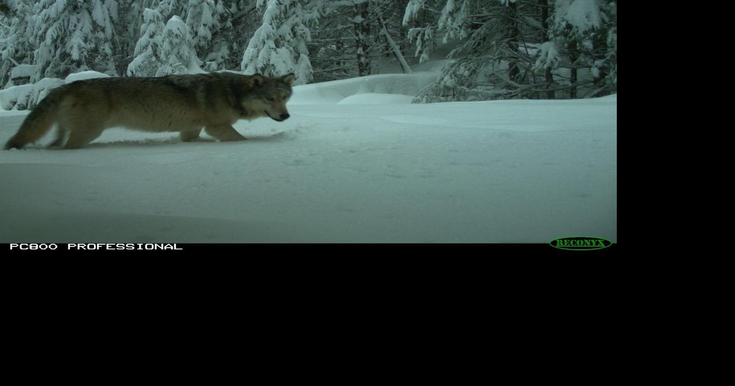 New Indigo group of wolves in southern Oregon Cascades | Local News ...