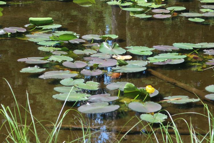 Isherwood Trail leads to both popular and secret lakes | Outdoors ...