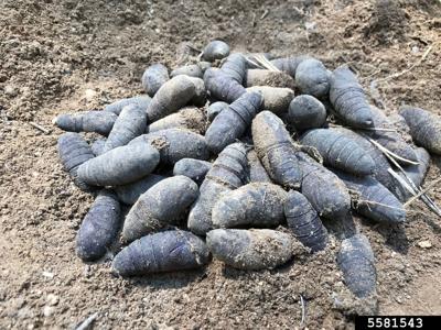 Sanchez: Pandora pine moth activity present in Klamath | Local News ...