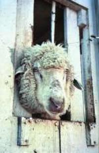 why do sheep baa so much