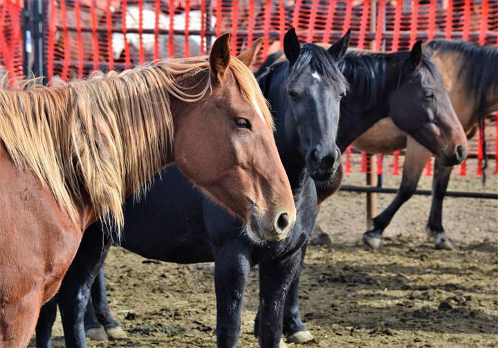 Wild horse adoption event set for Nov. 16, 17 | Local News ...