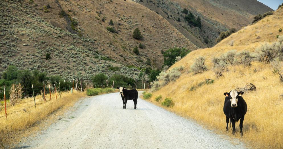 Groups say BLM ignoring environmental concerns when issuing grazing ...