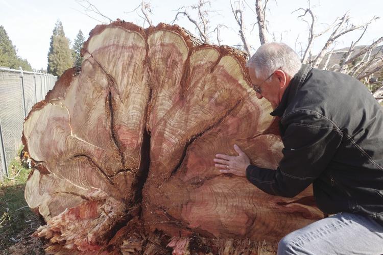 Giant sequoia is latest victim of drought | Klamath | heraldandnews.com
