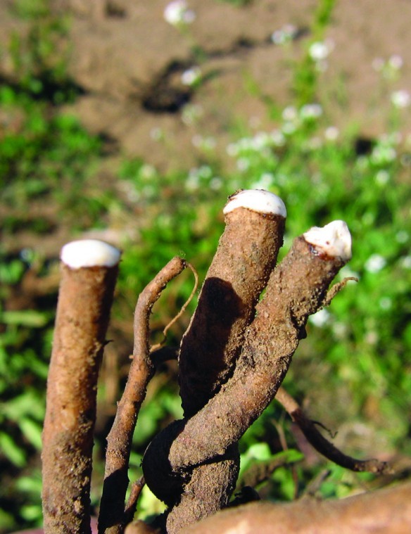 Basin key to rubber research | Members | heraldandnews.com