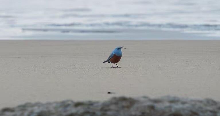 Photographer snaps shot at Oregon’s Hug Point of extremely rare bird in ...