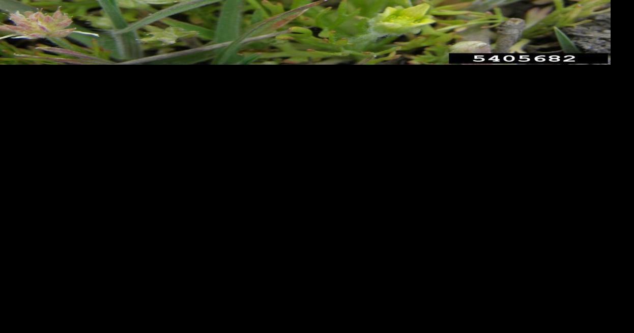 Sanchez: The annoying bur buttercup | Agriculture | heraldandnews.com