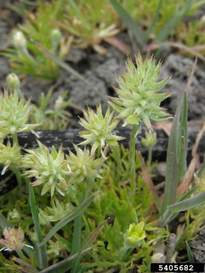 Sanchez: The annoying bur buttercup | Agriculture | heraldandnews.com