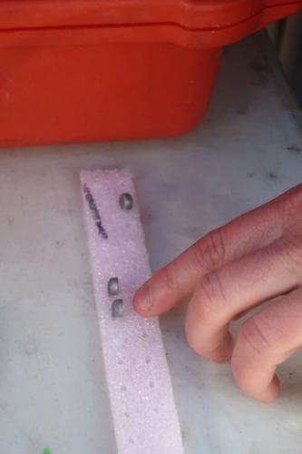 Tracking spring Chinook: Acoustic receivers installed in fingerlings ...