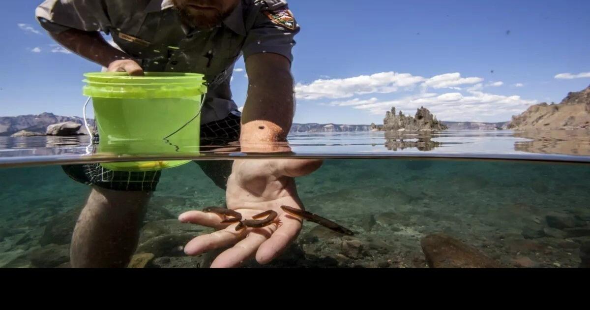 Crater Lake newt reviewed for Endangered Species Act listing | News ...
